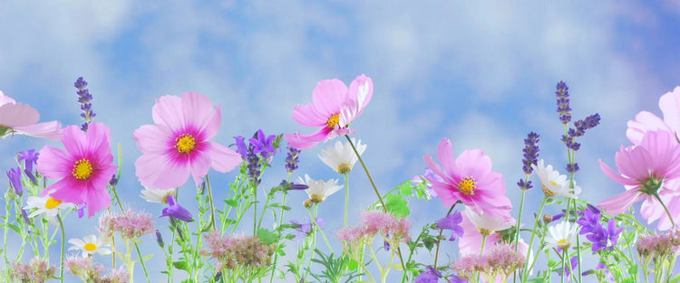 Buy Dried Poppy Pods USA | Southern Dried Floral