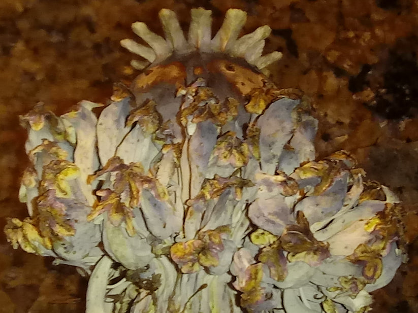 Hen & Chickens, Poppy Pods from USA | Southern Dried Floral